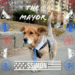 Simon For Nyc Dog Mayor (SIMON) Price Prediction 2025-2030, Does SIMON ...